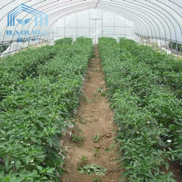 Quality Polytunnel Sri Lanka Colombo Steel Frame Greenhouse Single Span for sale