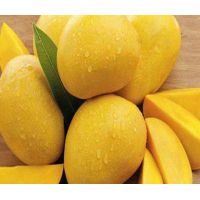 Quality Fresh Mango Pulp Juice Paste Beverage Making Machine for sale