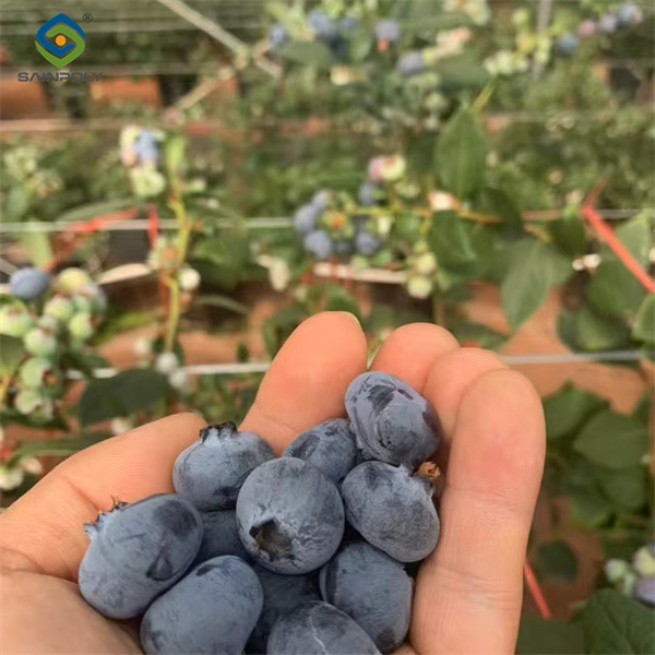 Quality Galvanized Frame Strong Structure Blueberry Greenhouse Farming Single Layer for sale