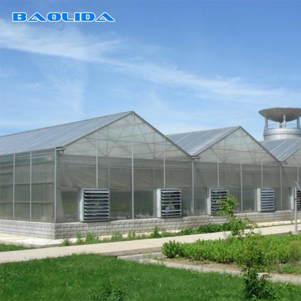 Quality Venlo Type Greenhouse for sale
