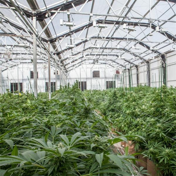 Quality Ventilation System Polycarbonate Greenhouse PC Herbs Greenhouses With Blackout for sale