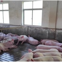 Quality Gilt Stall Livestock Farm Equipment PVC Fence Back Up Sow Crate for sale