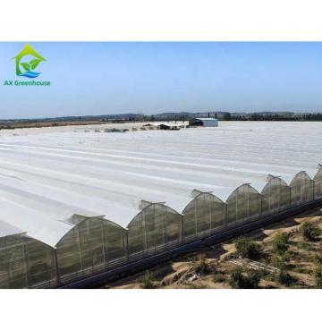 Tunnel Tomato Cooling System Multi Span Greenhouse Agriculture Commercial