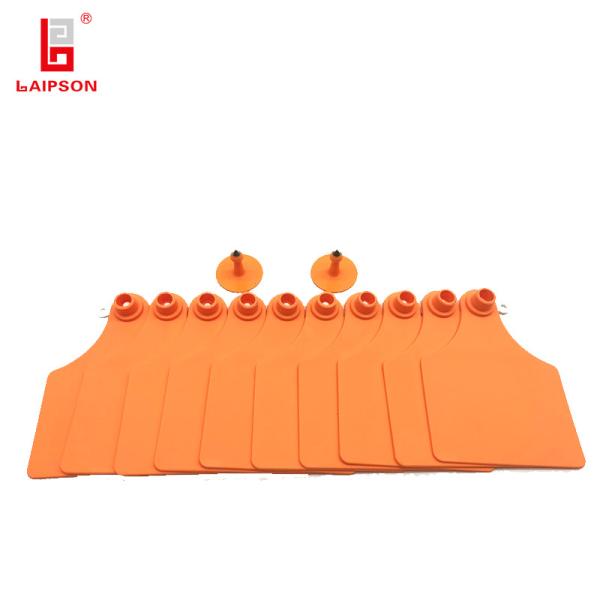 Quality 100MM 75MM Livestock Ear Tags , TPU Bovine Cattle Beef Cattle Ear Tags for sale