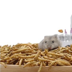 Quality Frozen-Dried Insects Mealworms for Pet Feeding wholesale dried mealworms dried for sale