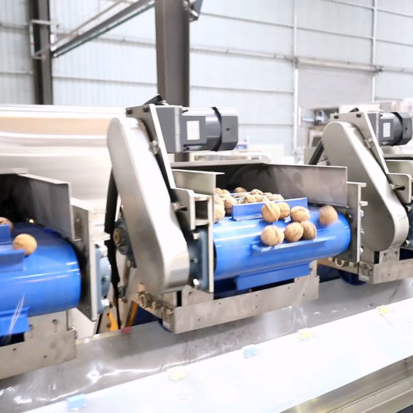 Quality 2 Tons Automatic Feeding Walnut Shelling Machine Featured Kernel Shell for sale