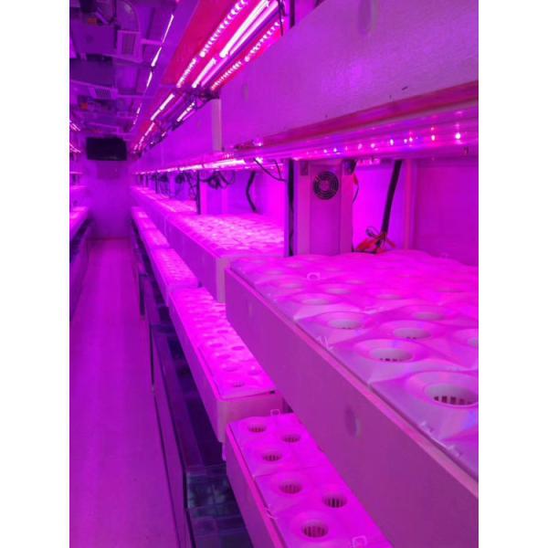 Quality Smart Grow Hydroponic Vertical Farming System Shipping Container Farm Greenhouse for sale