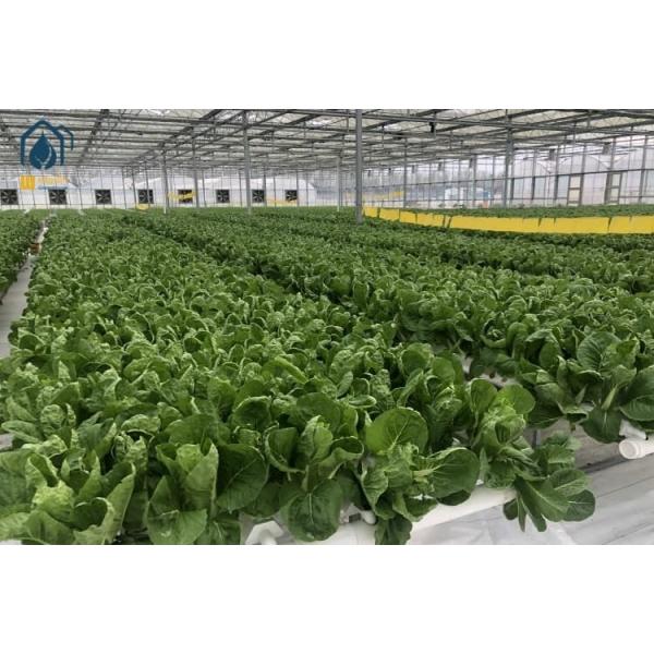 Quality PVC Hydroponic Growing System Customized NFT Gully Systems For Leafy Greens for sale