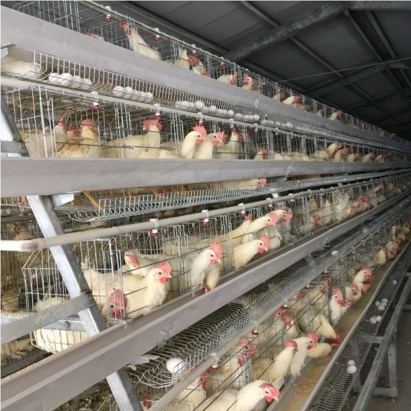 Quality 4 Tiers Raise More Chickens Automatic A Type Battery Egg Layer Chicken Cages for sale