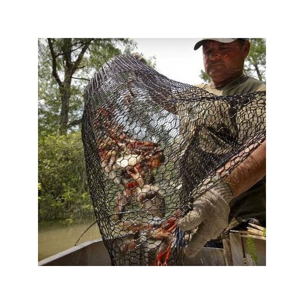 Quality 19 Gauge Crawfish Wire Mesh PVC Coated Saltwater Resistant for sale