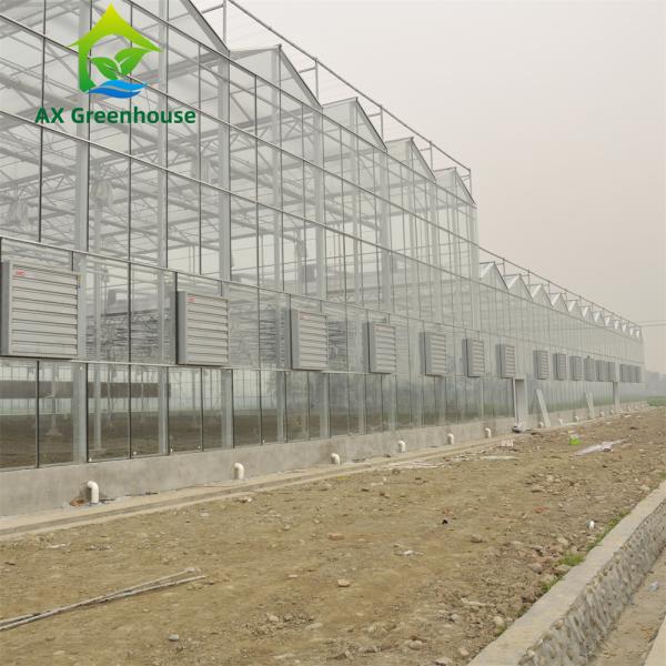 Quality 12m Width Agricultural Glass Greenhouse Residential Hydroponic Strawberry for sale