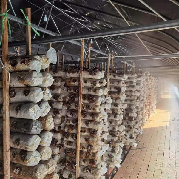 Quality Medical Planting Steel Frame Greenhouse Plastic Cover For Mushroom for sale