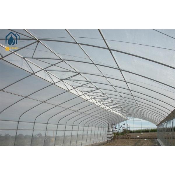 Quality Customizable Tunnel Multi Span Greenhouse 5m - 12m Width With Drip Irrigation for sale