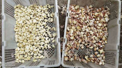 Quality WENYAO Peeled Garlic Separating Machine with high frequency ejectors for sale