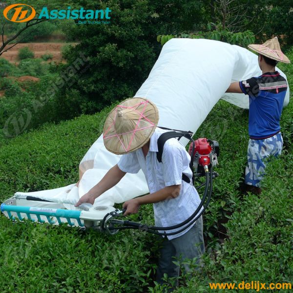 Quality DL-4C-S39 Ochiai Type Tea Leaf Harvester Powered by HUASHENG 139F 4 Stroke for sale