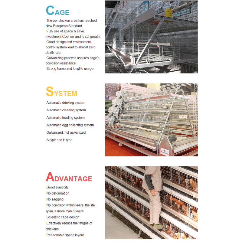 layer chicken cage (1).png