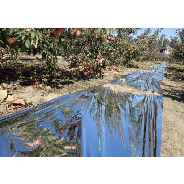 Quality Apple Tree Greenhouse 12 Micron Agriculture Film Biodegradable for sale