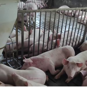 Quality Sow Cages Livestock Farm Equipment Gilt Sow Gestation Stalls for sale