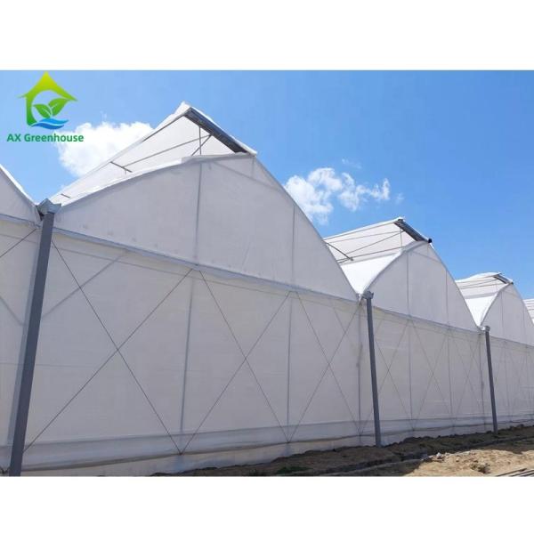 Quality Tunnel Tomato Cooling System Multi Span Greenhouse Agriculture Commercial for sale