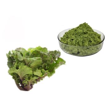 Quality Juice Kale Extract Powder for sale