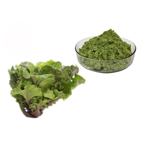 Quality Juice Kale Extract Powder for sale