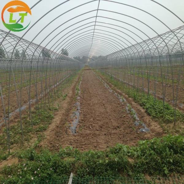 Quality User-Friendly Single-Span Agricultural Greenhouses for Large Agricultural for sale
