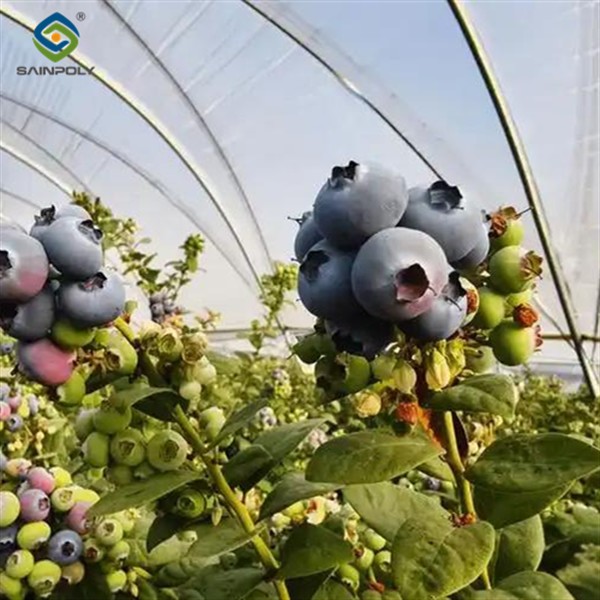 Quality Sainpoly Agriculture Greenhouse Steel Structure Greenhouse Customized Color for sale