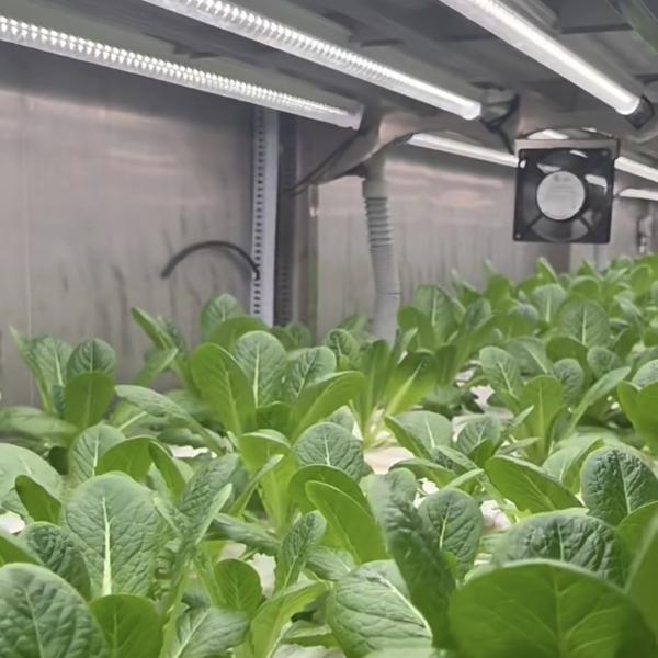 Quality Reefer Container Greenhouse For Leaf Vegetable Smart Container Greenhouse for sale