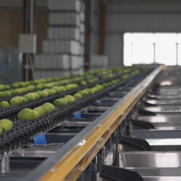 Quality Single Channel High Output Fruit Sorting Machine For Tangerines for sale