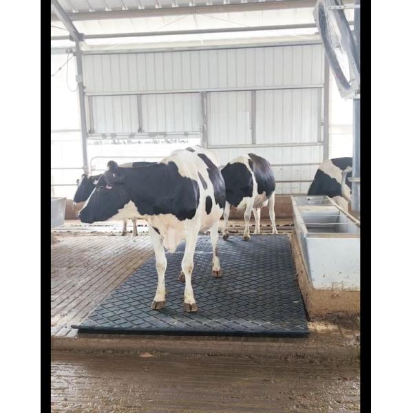 Quality 25mm Thickness Customized Rubber Mat For Zoo Animal for sale