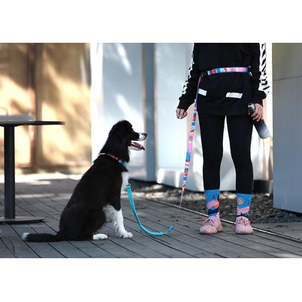 Quality Nylon Polyester Webbing Dog Collar For small Medium Big Dogs for sale