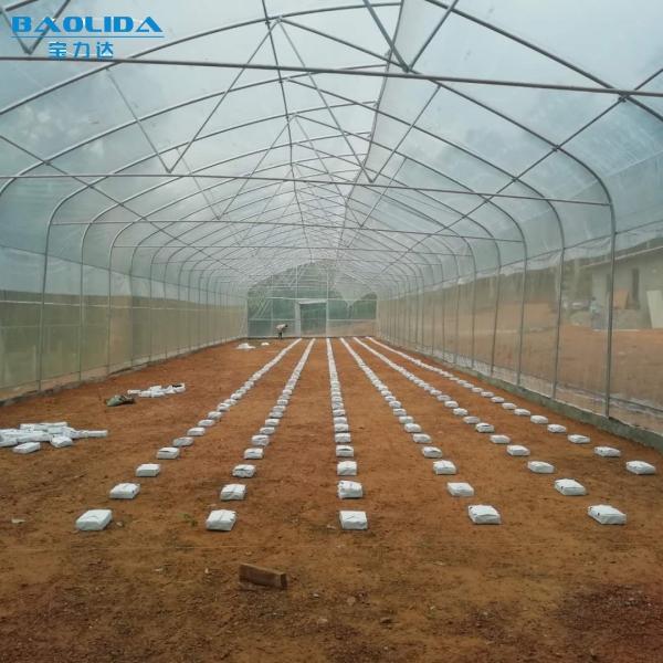 Quality Large Tunnel Ground Polyethylene Film Greenhouse Customized For Tomato for sale