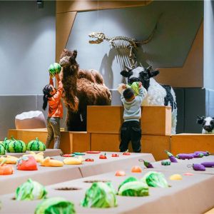 Quality Forest Theme Indoor Playground for Kids with Slides and Ball Pit for sale