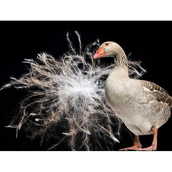 Quality 70% grey duck down FP 550+ Cleanliness 1000+ for sale