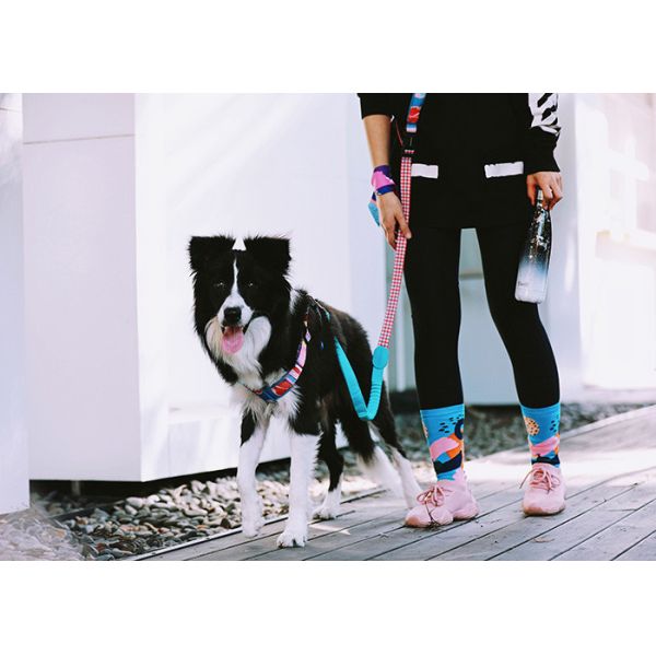 Quality Multifunctional Adjustable Polyester Dog Leash Handsfree Bungee Dog Leash for sale