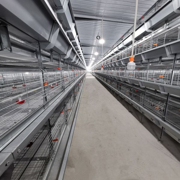 Quality 3-9 Floor Farm Battery Chicken Cage With Automatic System for sale