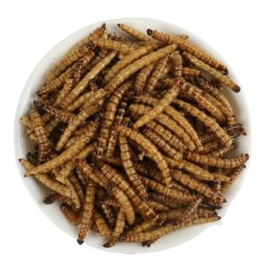 Quality Insects Dried Mealworms High in Iron Nutrition dried mealworms bird food for sale