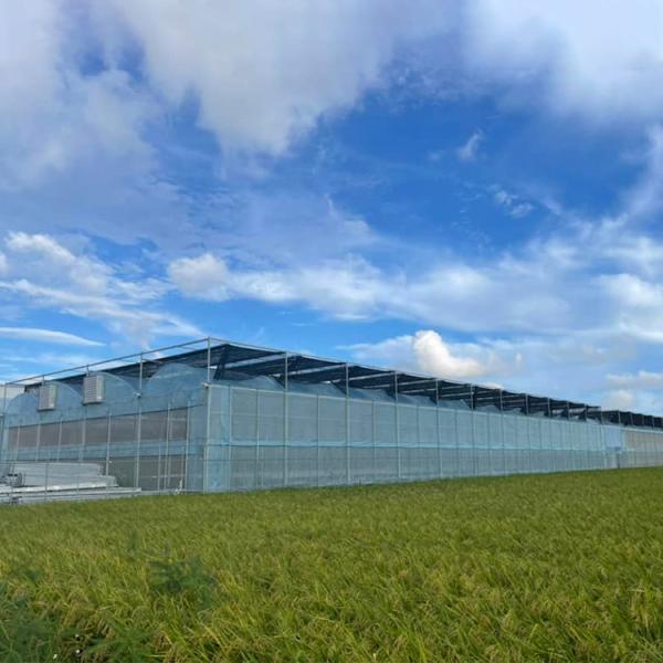 Quality Agriculture Planting Plastic Sheeting Large Scale Steel Frame Greenhouse Multi for sale