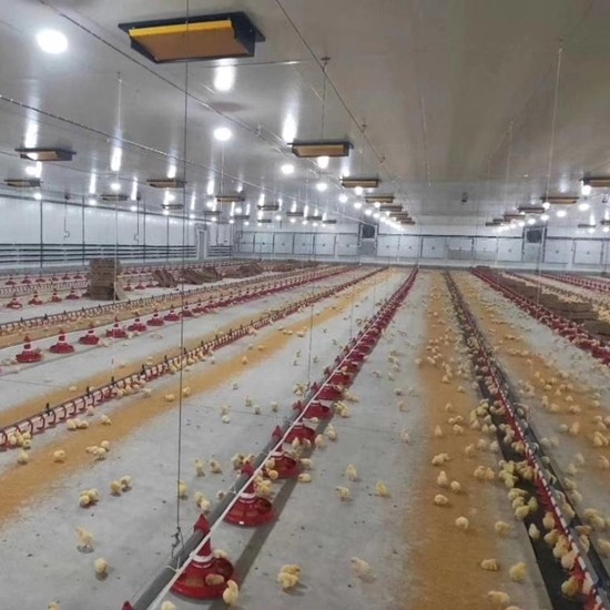 Quality Broiler Automatic Feeder Chain Feeding System Poultry for sale