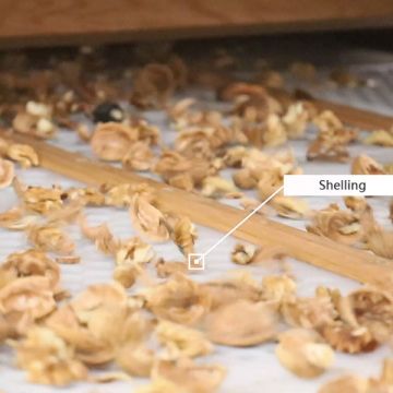 Quality Stainless Steel Food Grade Walnut Shelling Machine 380V 2 Tons Output for sale