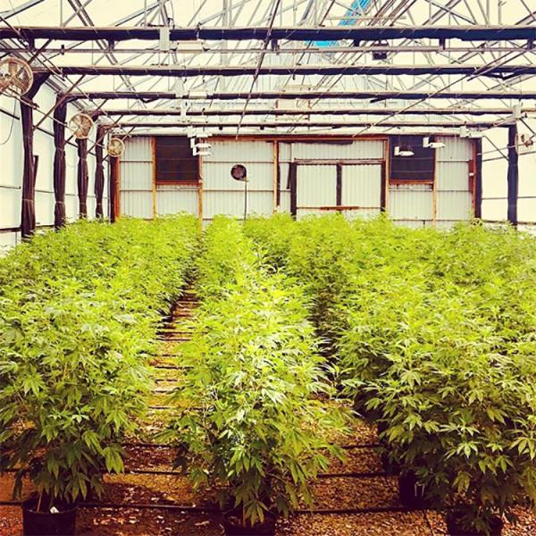 Quality Single-Span Hoop Greenhouse Automatic 100% Blackout Light Deprivation Greenhouse for sale