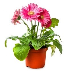 Quality Soft Thickened Edge PP 3 Gallon Plastic Flower Pots Bottom Drainage for sale