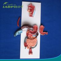 Quality Anatomical Demonstration Relief Model of Human Digestive System for Medical for sale