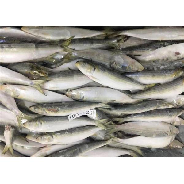 Quality BQF Fresh Frozen Sardines for sale