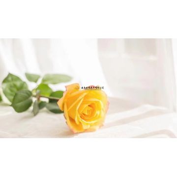 Quality Flower Sorting Automated Focusight Inspection Machine for sale