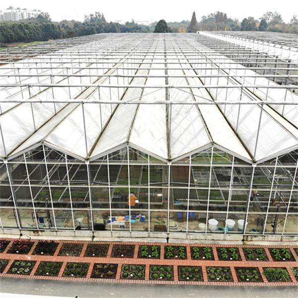 Quality Multi Span Galvanized Steel Frame Glass Covering Venlo Glass Greenhouse for sale