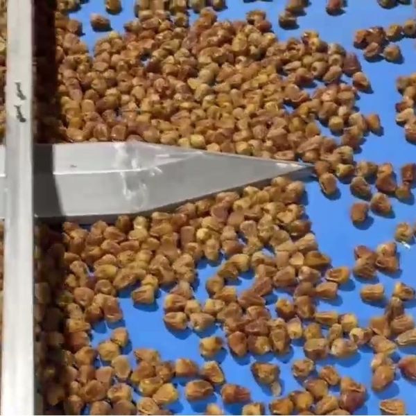 Quality Computer Control High Capacity Dates Sorting Machine 8 Lane High Precision & for sale