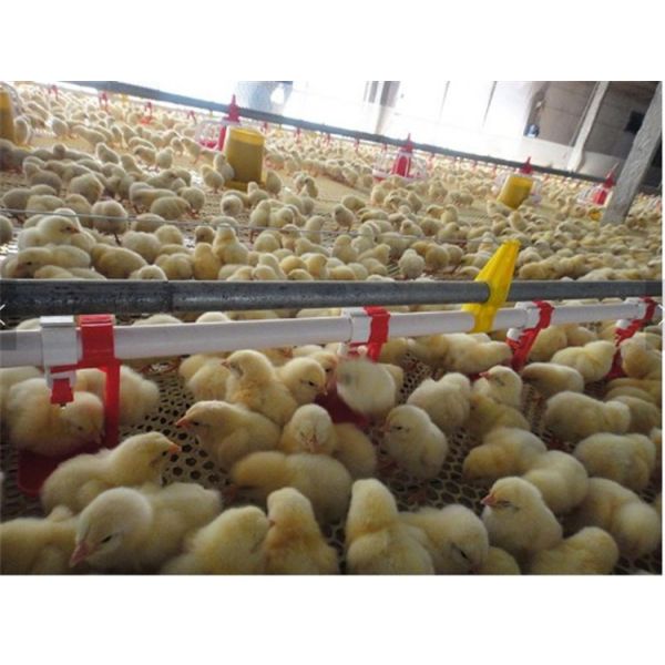 Quality Broiler Automatic Poultry Drinker Nipple Cup Drinker System for sale