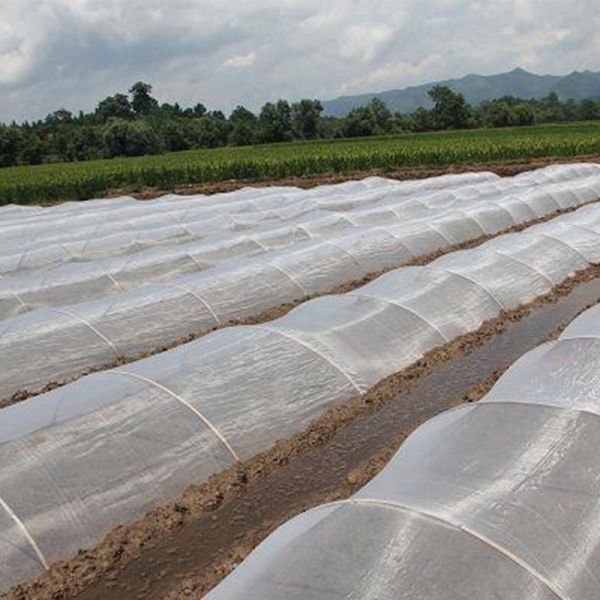 Quality HDPE Anti-UV Insect Netting Ideal Solution For Nursery Fruit Tree Protection for sale
