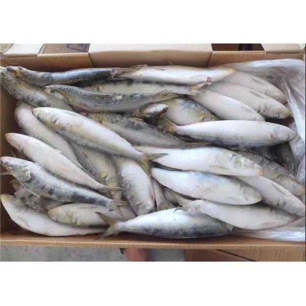 Quality Fresh 75g Sardinops Melanostictus Frozen Sardine Fish for sale